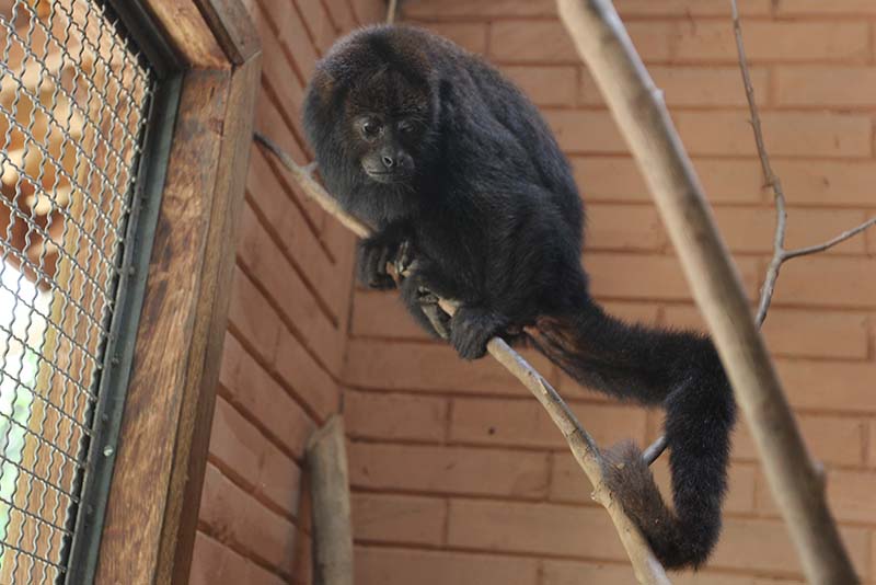 Bugio fêmea é devolvida à natureza Folha1 - Geral